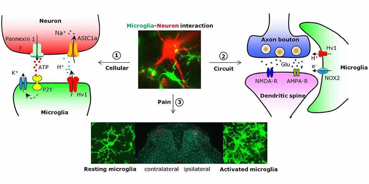 Wu Lab: Neuroimmune Interaction in Health and Diseases | McGovern ...